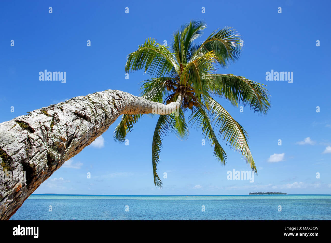 Leaning palm tree at Makaha'a island near Tongatapu island in Tonga ...