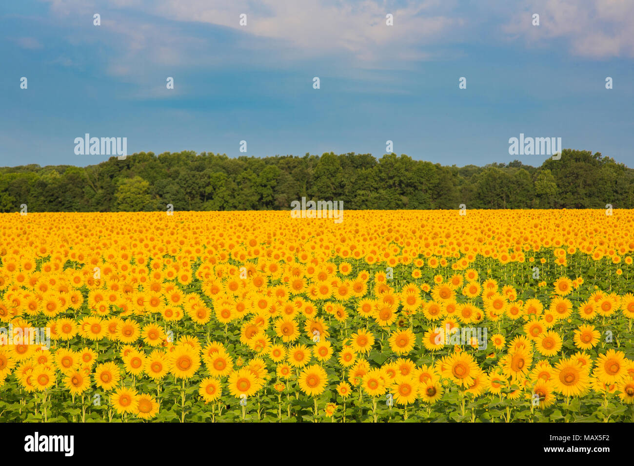 63801-07419 Sunflower field Sam Parr State Park Jasper County, IL Stock ...