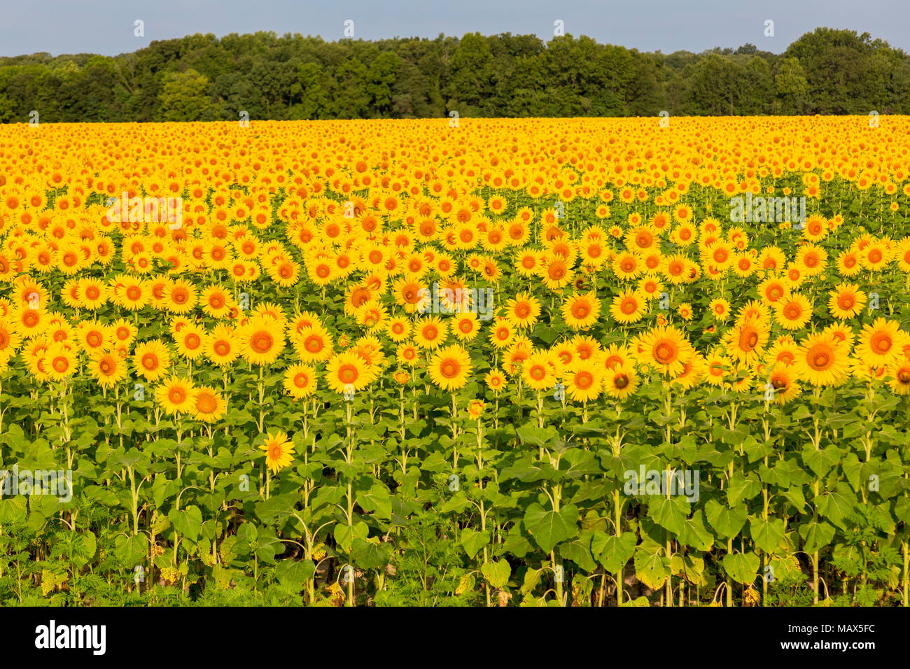 63801-07420 Sunflower field Sam Parr State Park Jasper County, IL Stock ...