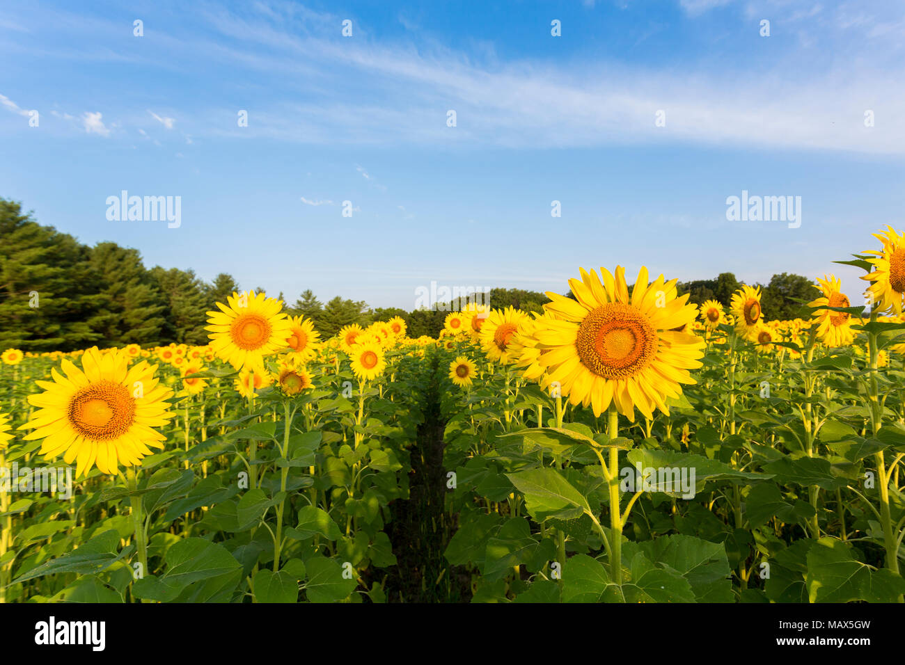 63801-07511 Sunflower field Sam Parr State Park Jasper County, IL Stock ...