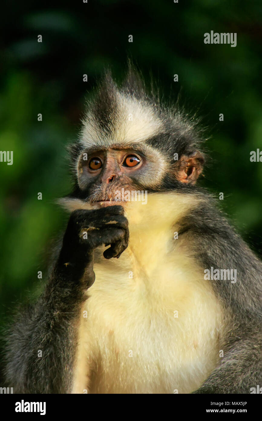 Portrait of Thomas leaf monkey (Presbytis thomasi) in Gunung Leuser ...