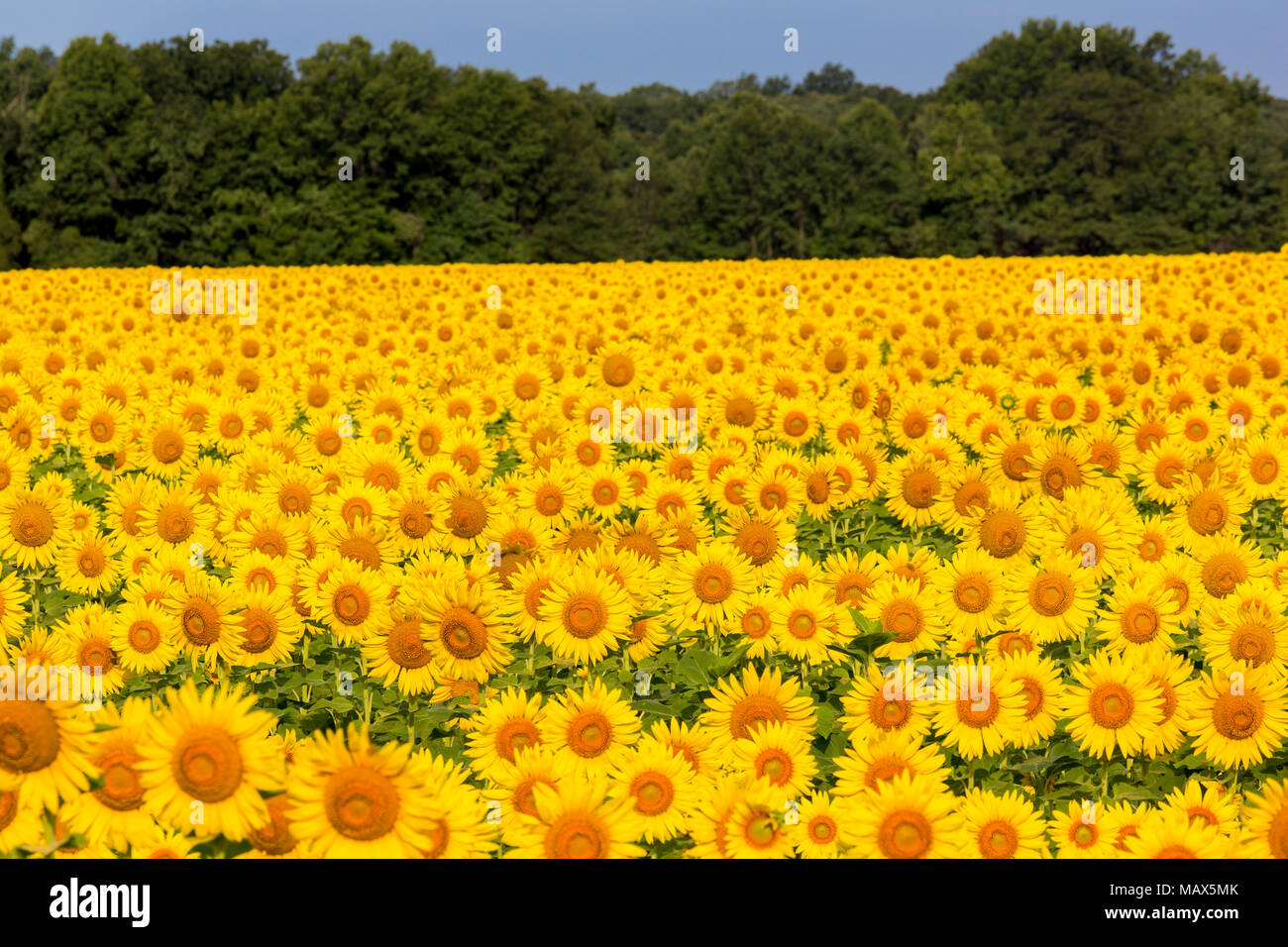 63801-07611 Sunflower field Sam Parr State Park Jasper County, IL Stock ...