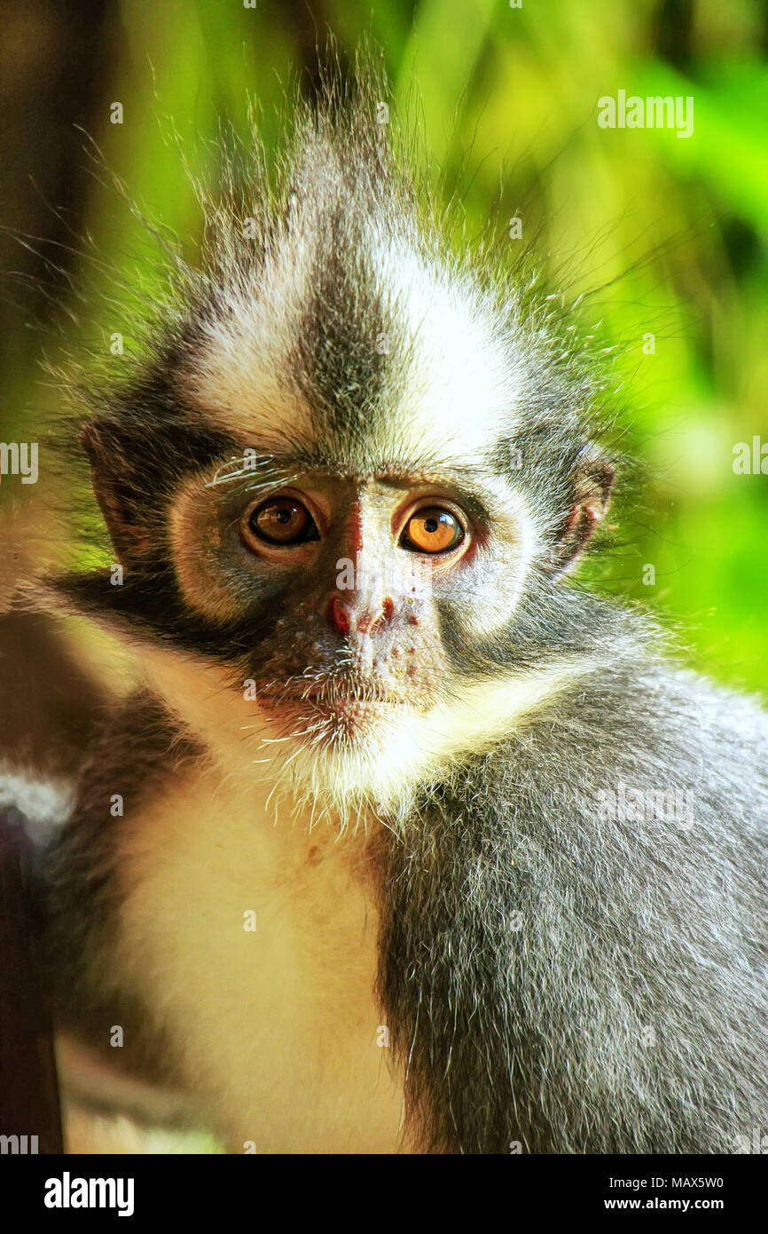 Portrait of Thomas leaf monkey (Presbytis thomasi) in Gunung Leuser ...