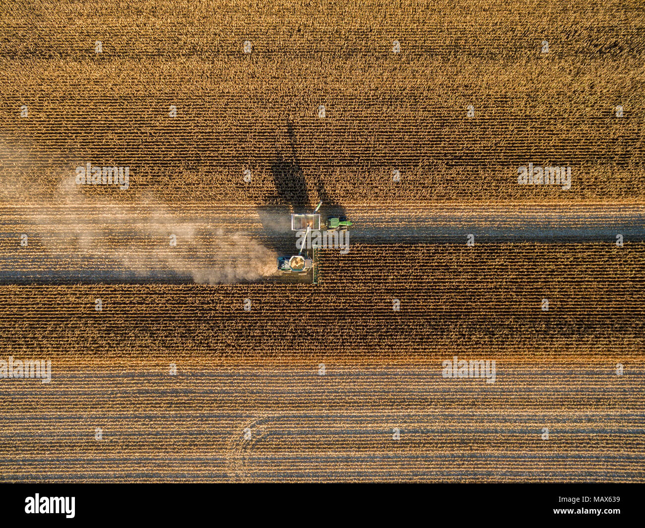 63801-08313 Corn Harvest, John Deere combine unloading corn into grain ...