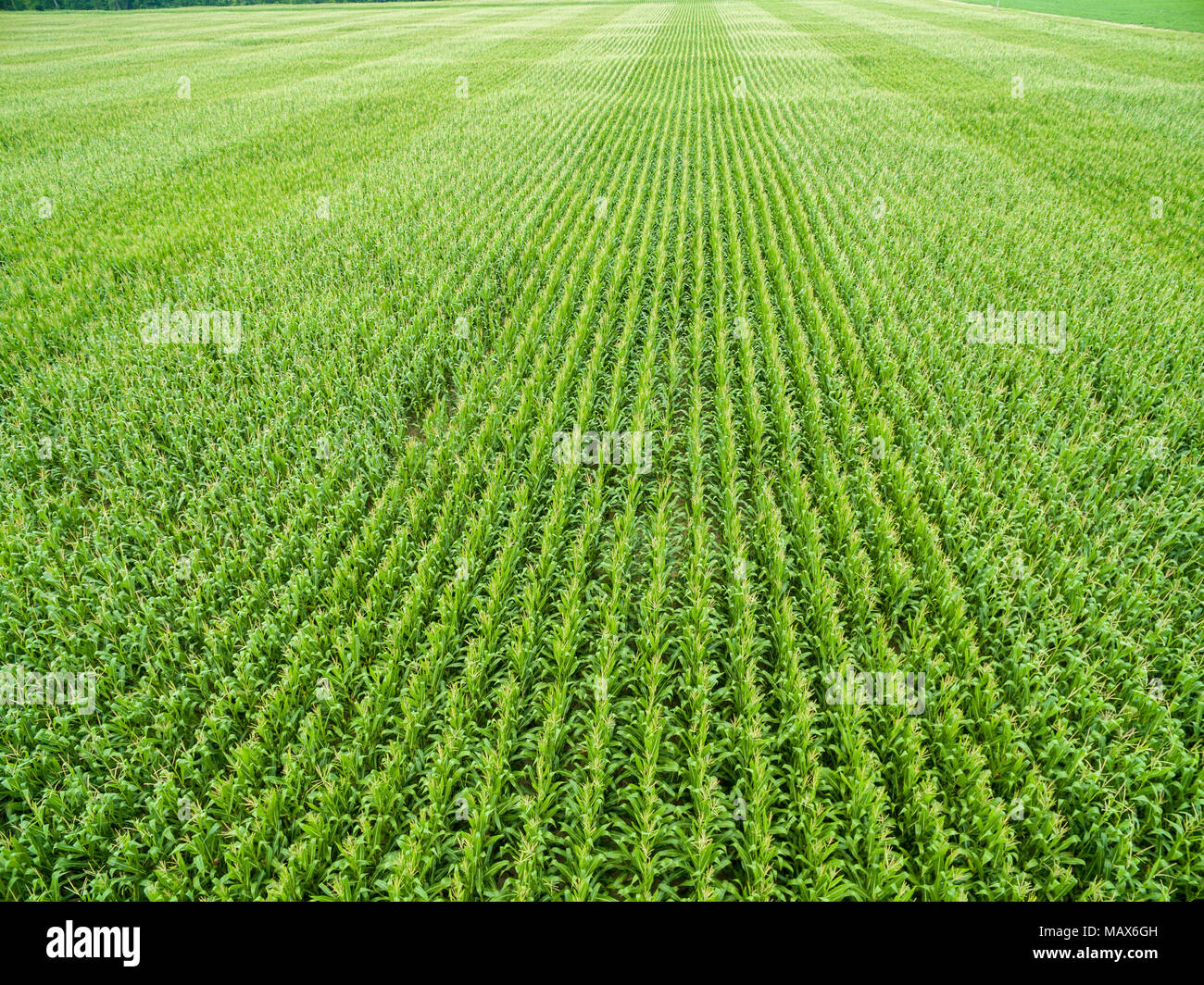 Corn field aerial hi-res stock photography and images - Alamy