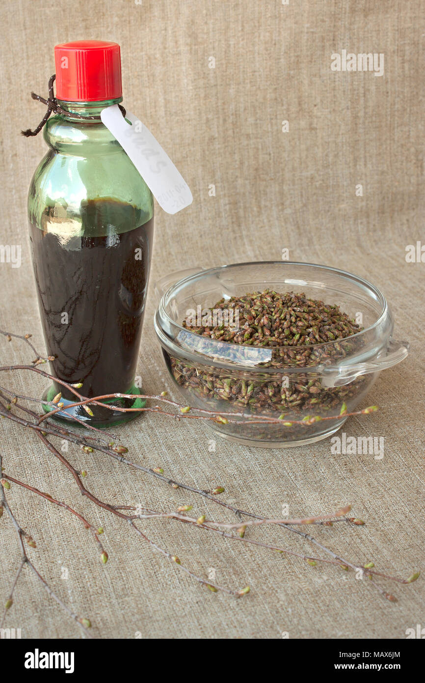 Birch buds, collected in the spring and medicinal tincture made from ...