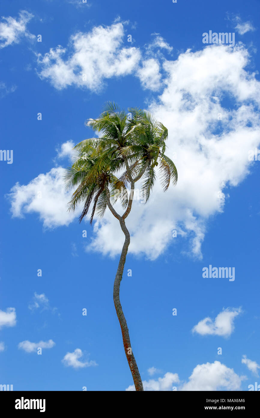 Double-headed coconut tree on Tongatapu island in Tonga. Tongatapu is ...