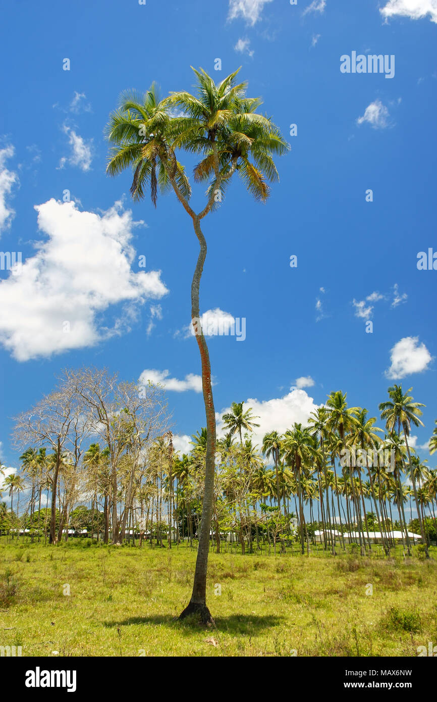 Double-headed coconut tree on Tongatapu island in Tonga. Tongatapu is ...