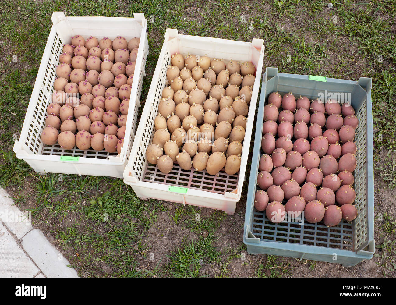 Three boxes with potatoes, prepared for sowing Stock Photo - Alamy