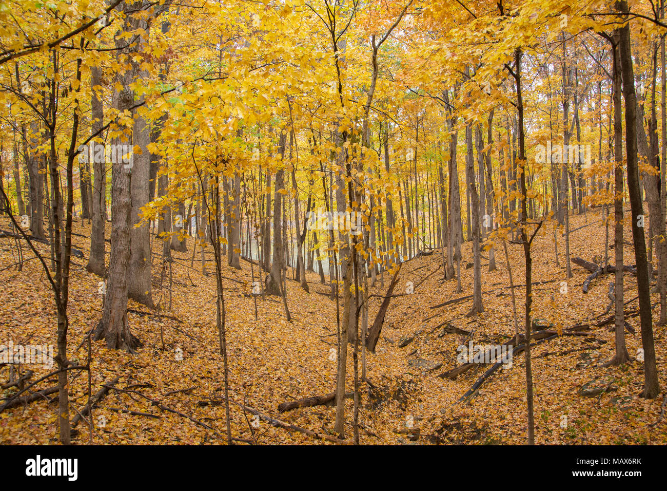 Stephen a forbes state park hi-res stock photography and images - Alamy