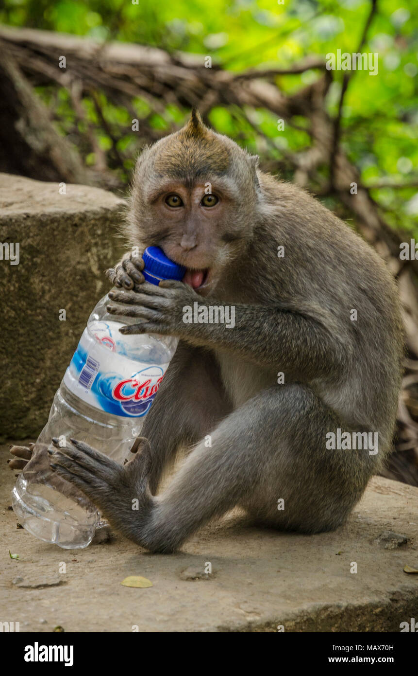 Monkey chewing on plastic bottle. Litter damaging the environment ...