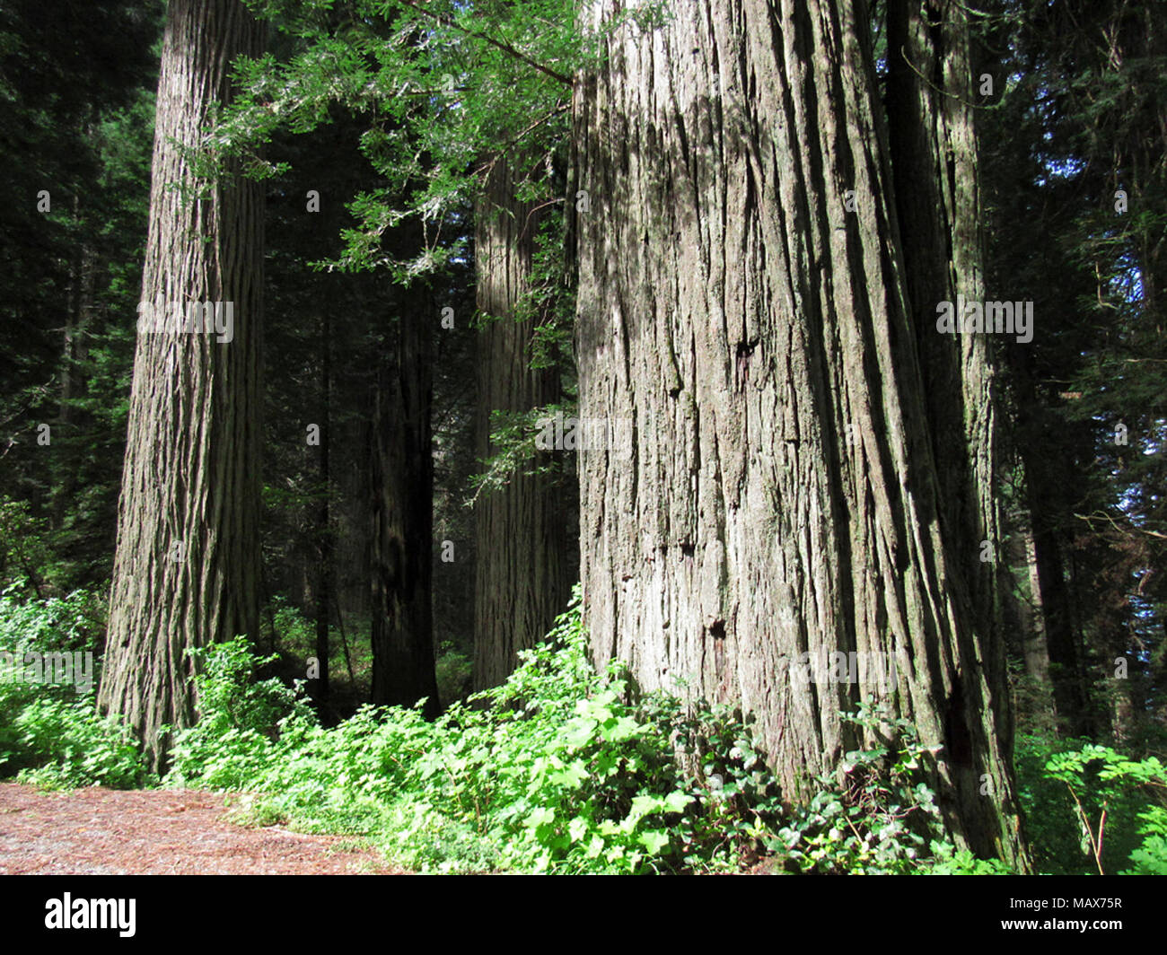 Redwoods in California Stock Photo - Alamy
