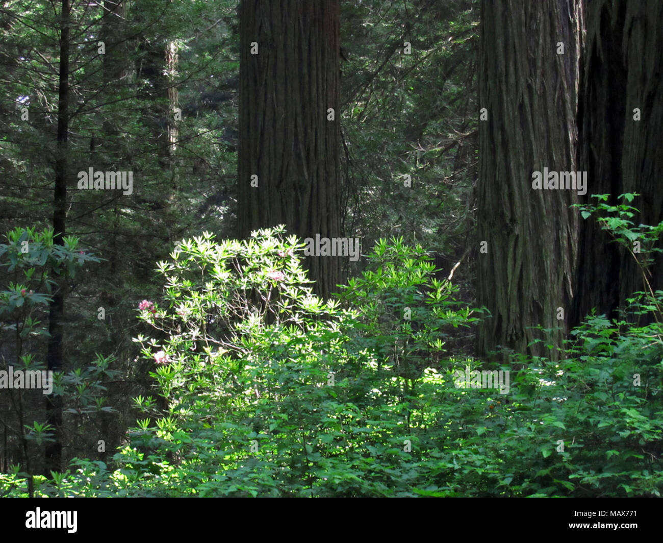 Redwoods in California Stock Photo - Alamy
