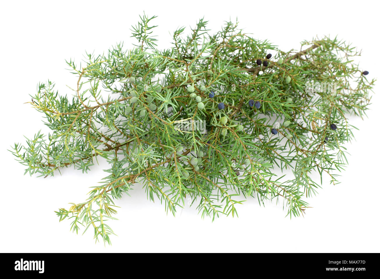 Juniper twig and berries on a white background Stock Photo - Alamy