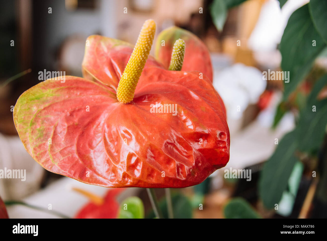 Close up on a colorful red anthurium flower with its characteristic ...