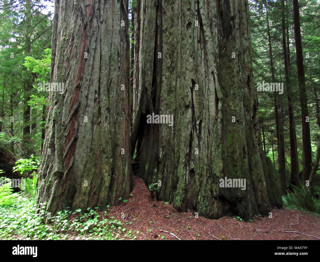 Redwoods in California Stock Photo - Alamy