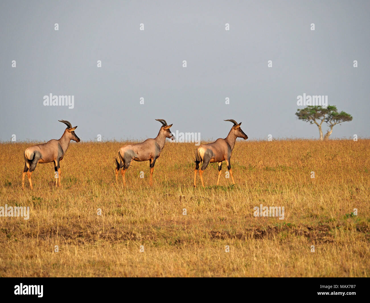 line-up of three alert female Topi (Damaliscus lunatus jimela) watching ...