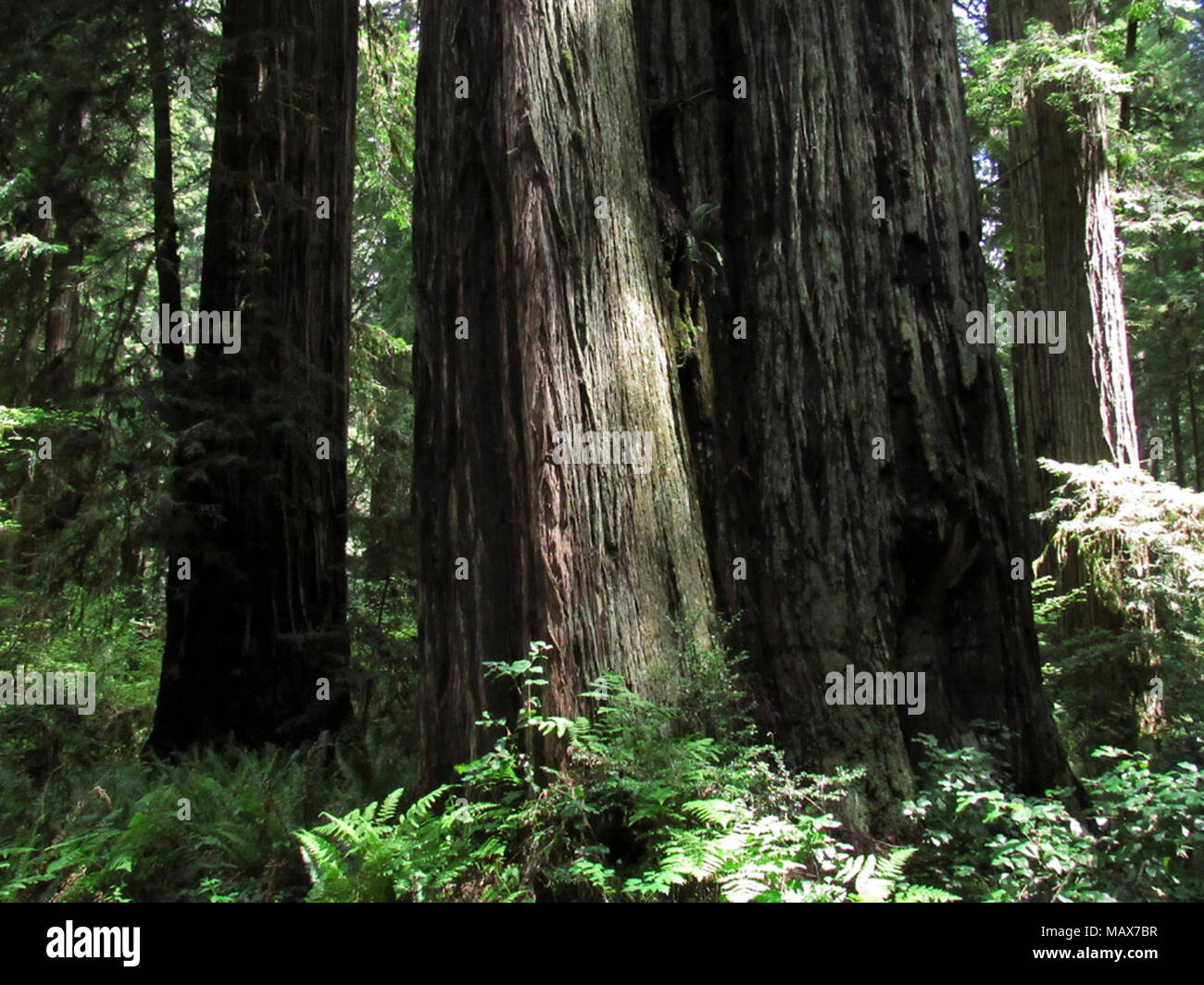 Redwoods in California Stock Photo - Alamy
