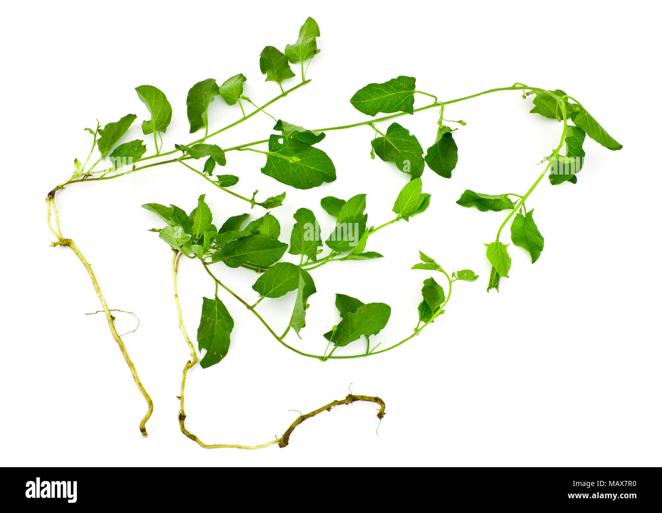 Weed plant in field Cut Out Stock Images & Pictures - Alamy