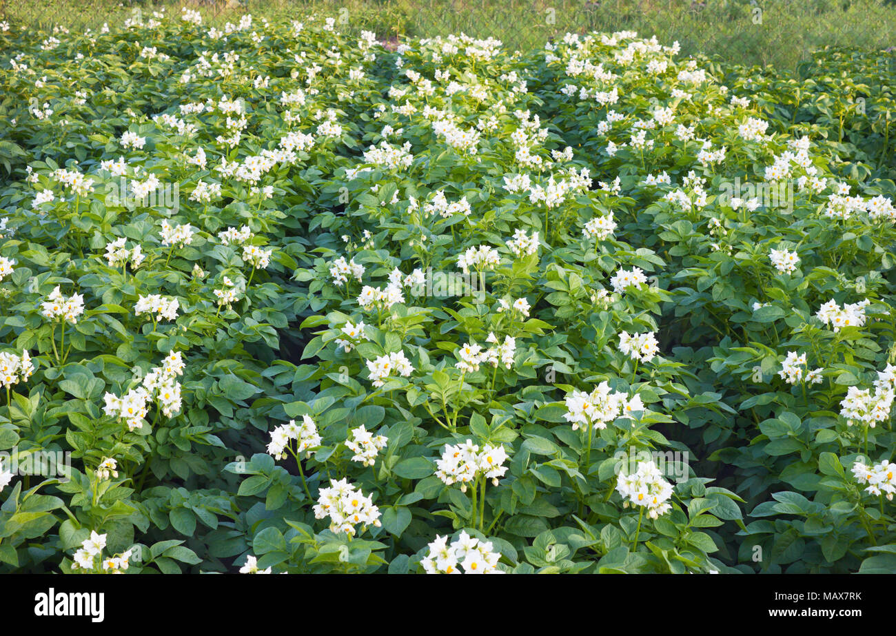 Lush flowering potato in a small field Stock Photo - Alamy
