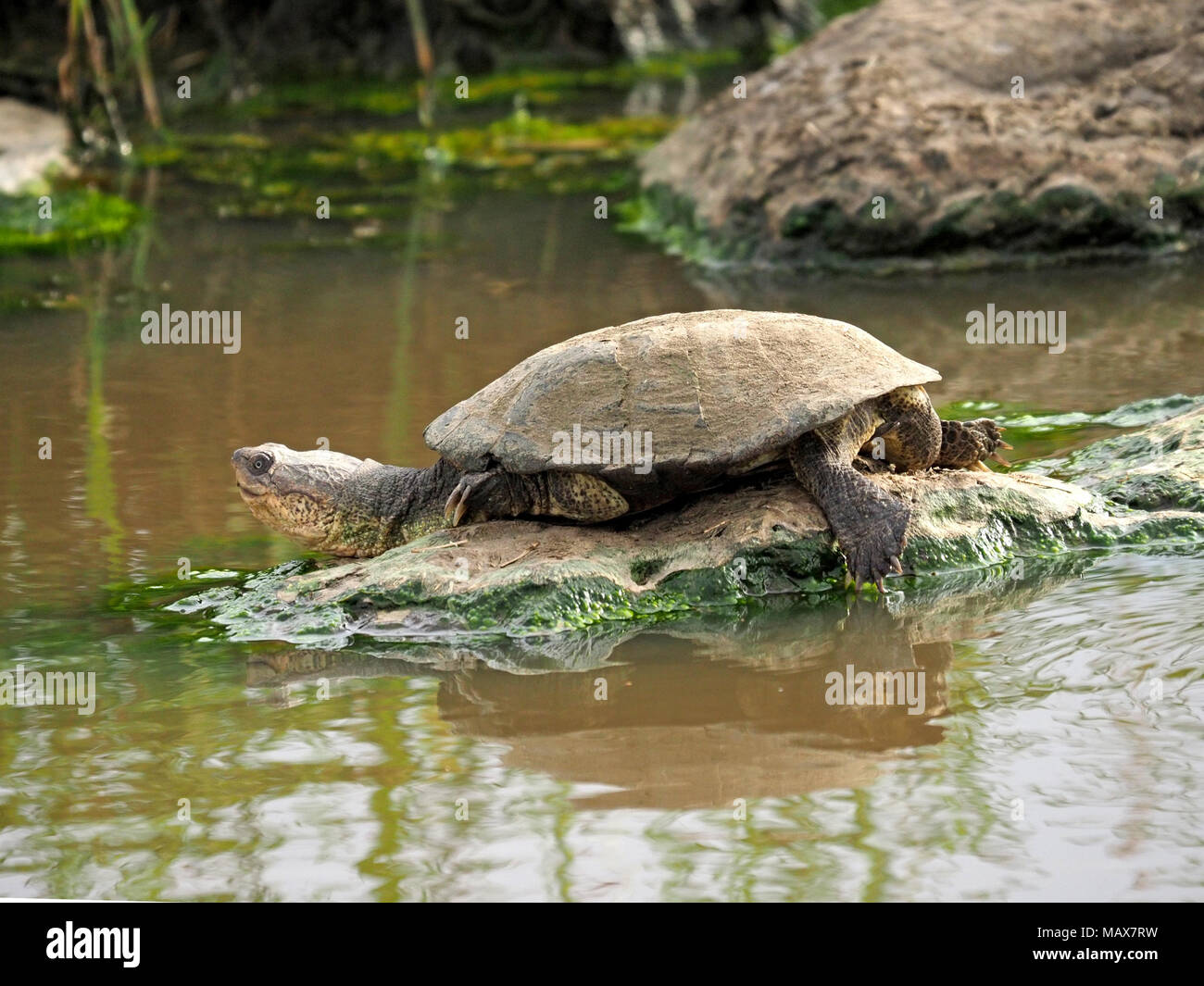 Helmeted marsh terrapin hi-res stock photography and images - Alamy