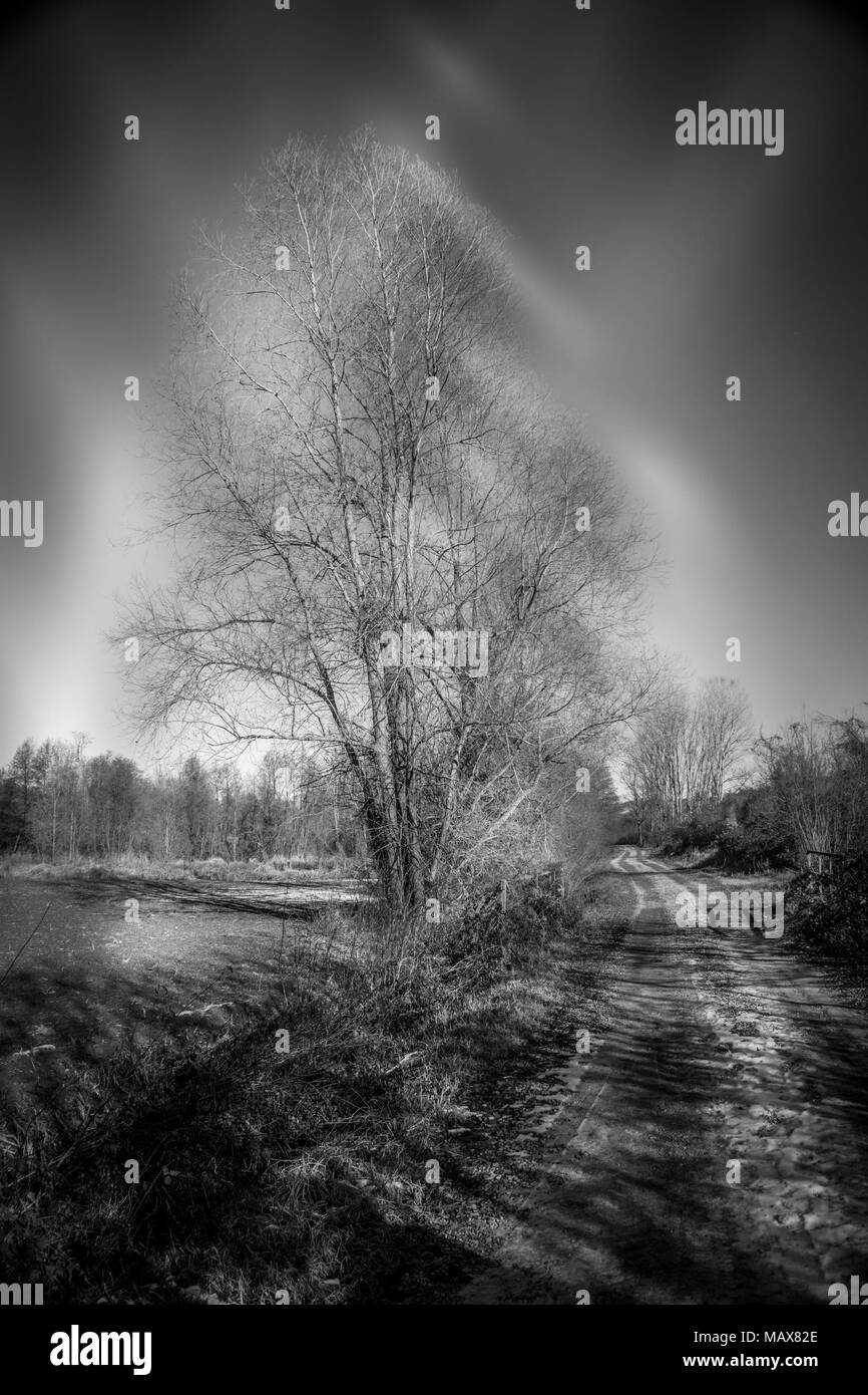 Trees foliage foreground Black and White Stock Photos & Images - Alamy