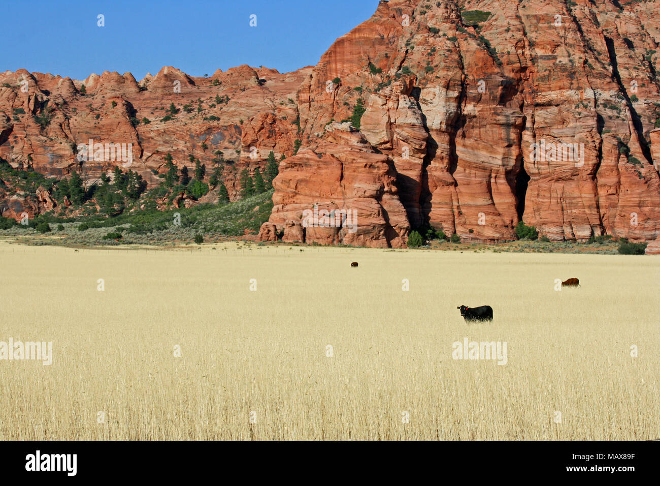 Cow in sea grass hi-res stock photography and images - Alamy