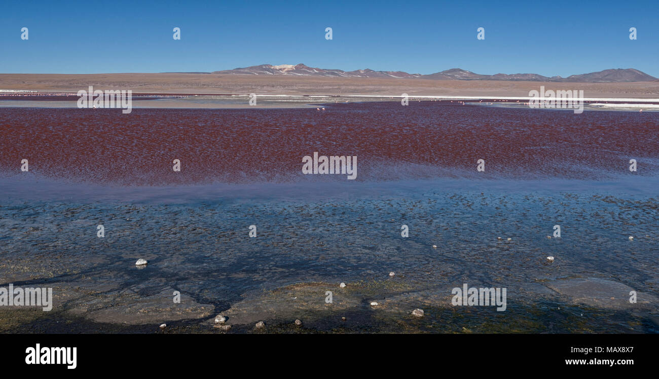 The Red Lake, or Laguna Colorada, on the Altiplano near Uyuni inside ...