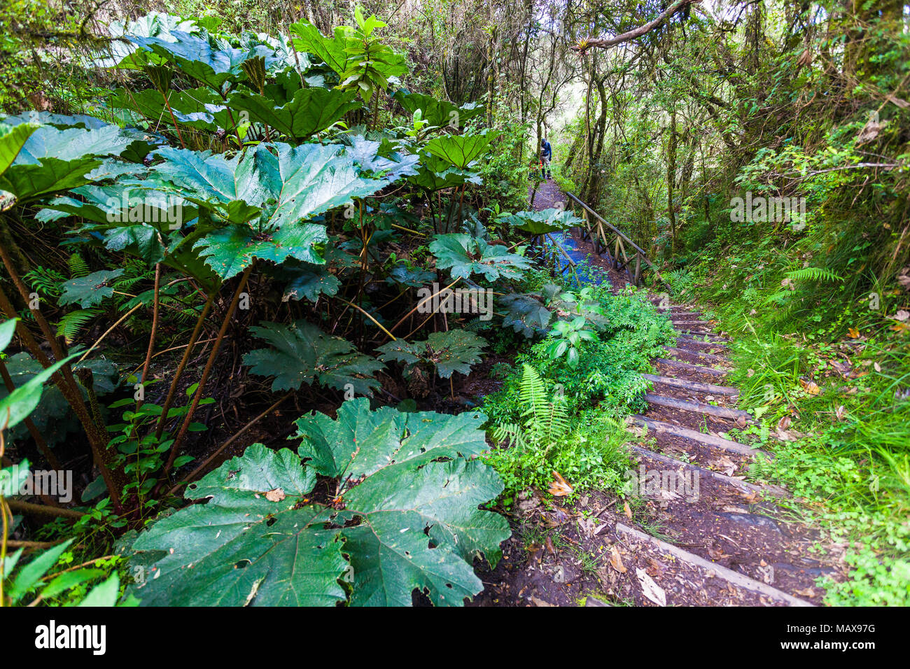Earthen path with wooden steps that runs through a native Andean forest ...