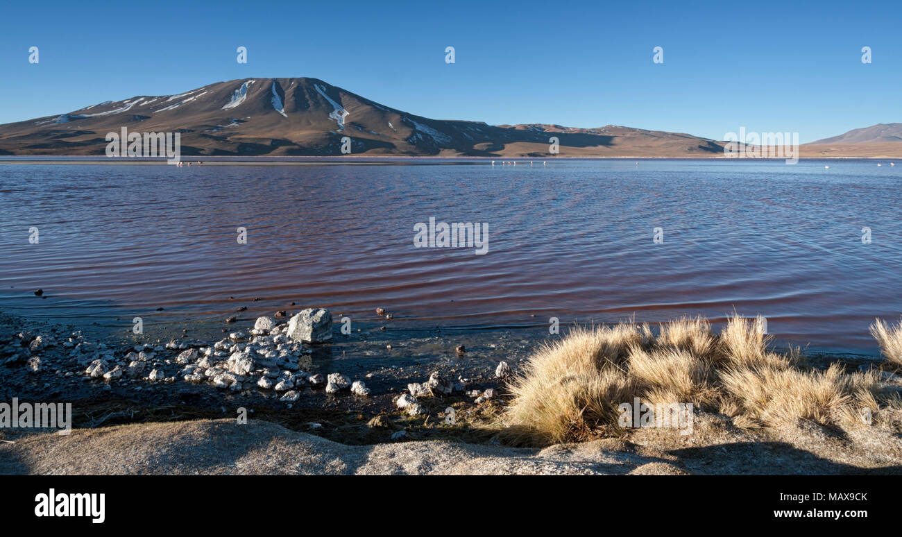 The Red Lake, or Laguna Colorada, on the Altiplano near Uyuni inside ...