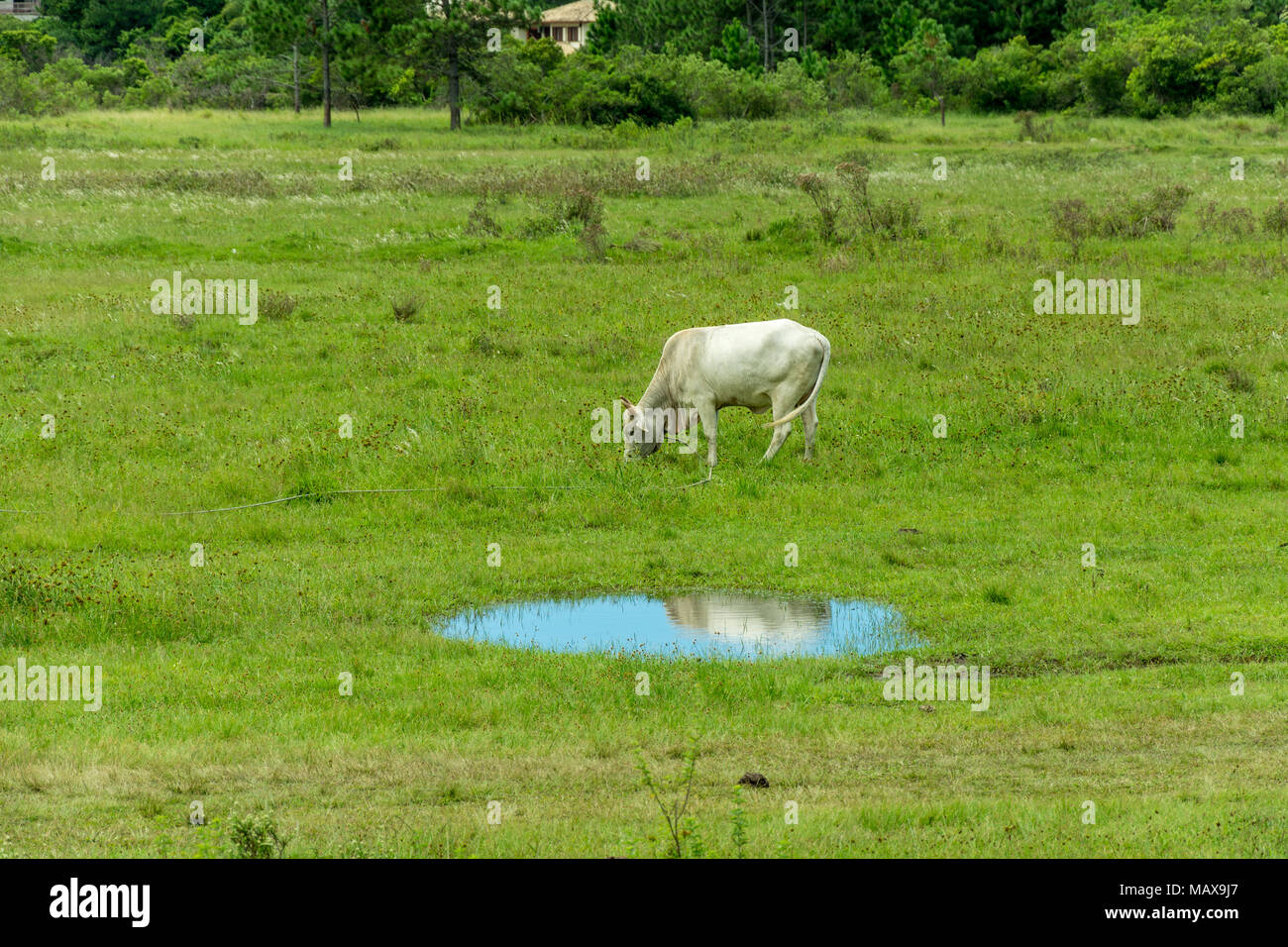Bovine puddle hi-res stock photography and images - Alamy