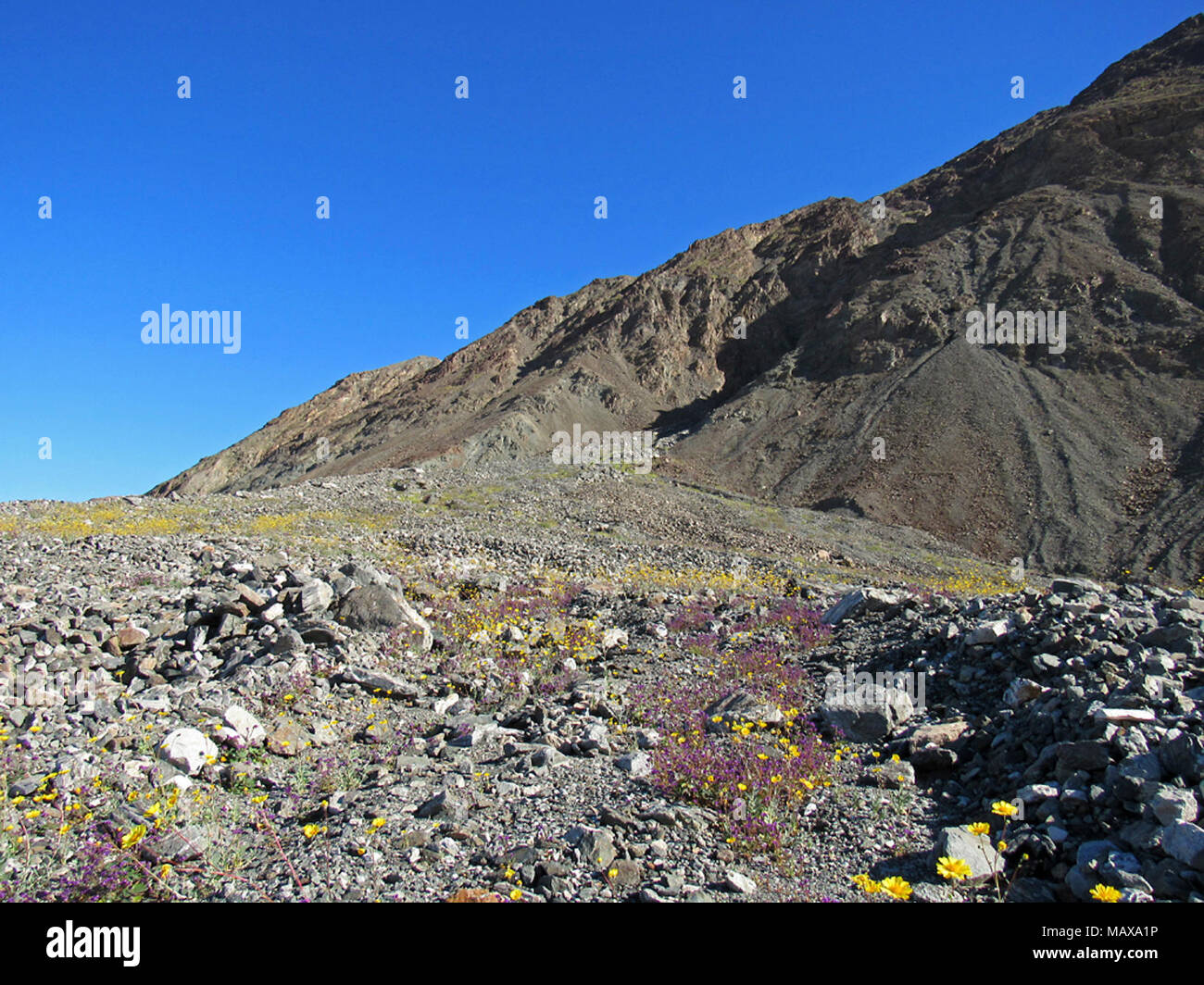 Super bloom death valley hi-res stock photography and images - Alamy