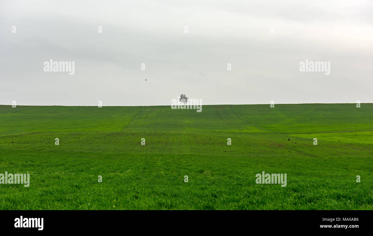 Lonely bare tree in a green farm field, minimalistic landscape Stock ...
