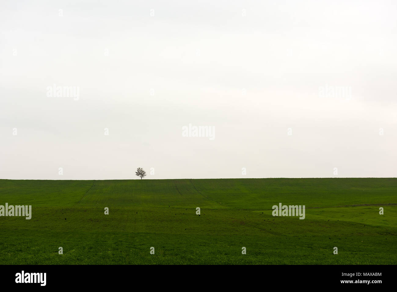 Lonely bare tree in a green farm field, minimalistic landscape Stock ...