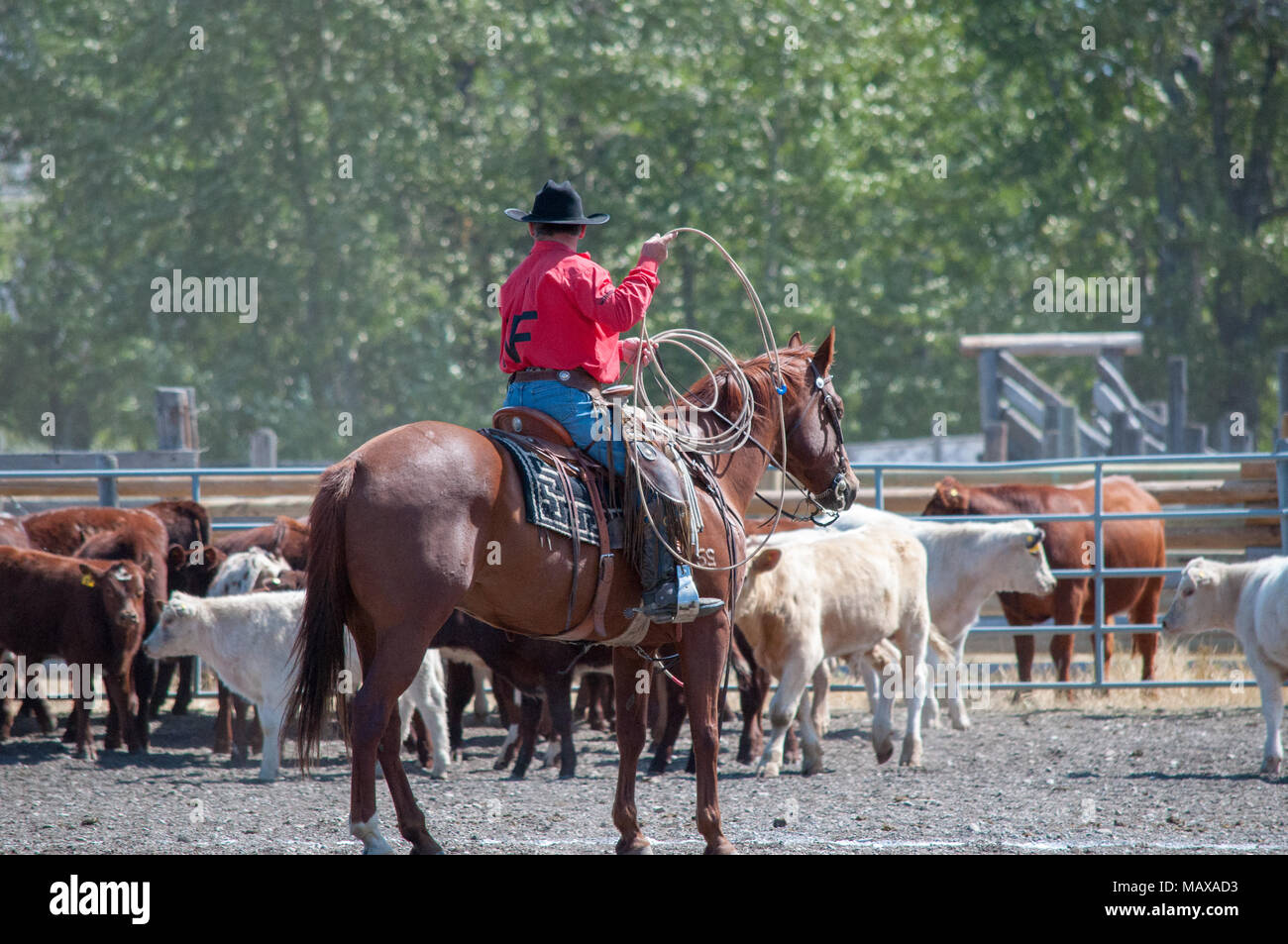 Cowboys and calves hi-res stock photography and images - Alamy