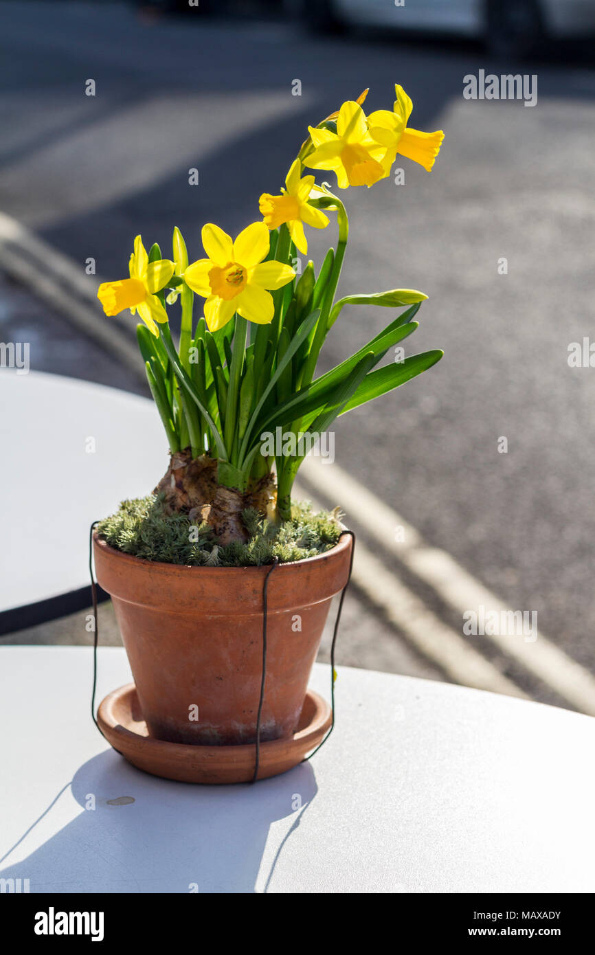 Potten plants hi-res stock photography and images - Alamy