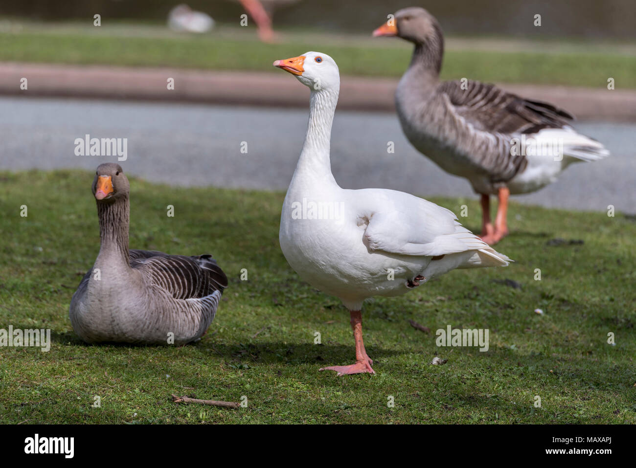 Domesticated greylag goose hi-res stock photography and images - Alamy