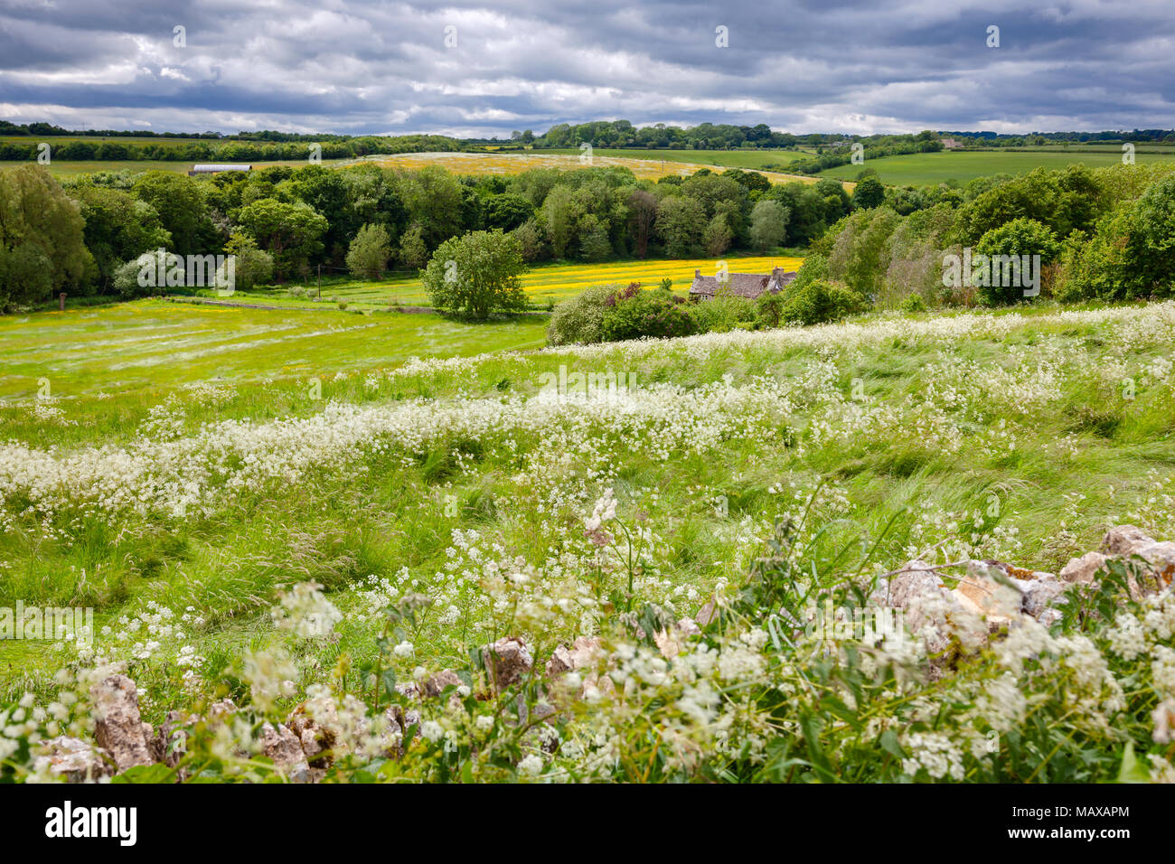 Summer english rural landscape with flower field rolling hills and ...