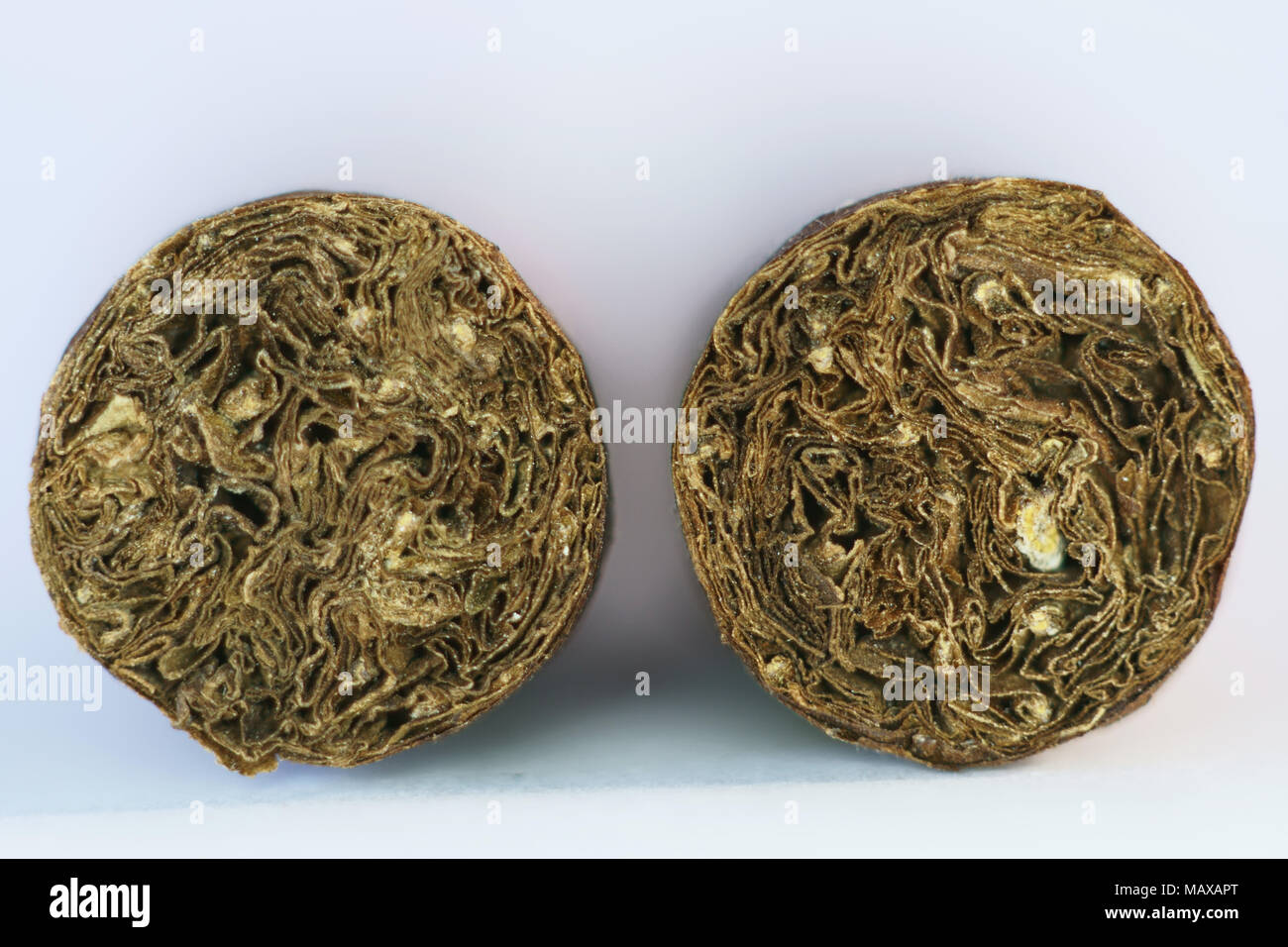 Cuban cigars ready to smoke Stock Photo - Alamy