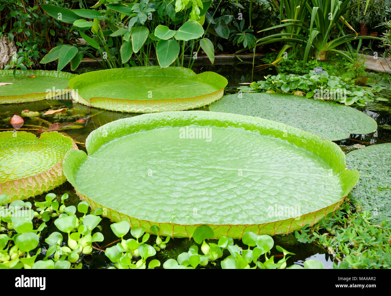 Argentina giant lily hi-res stock photography and images - Alamy