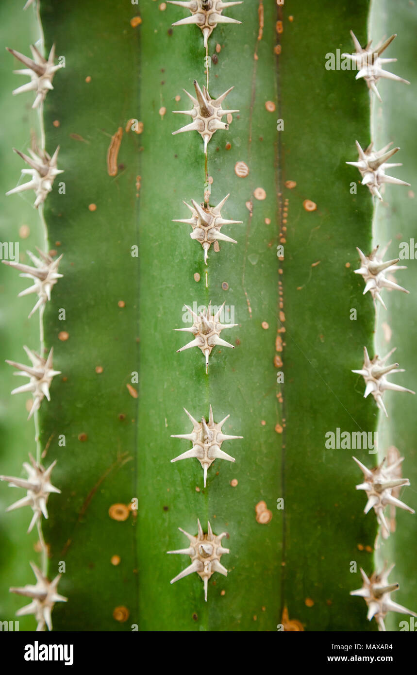 Areoles hi-res stock photography and images - Alamy