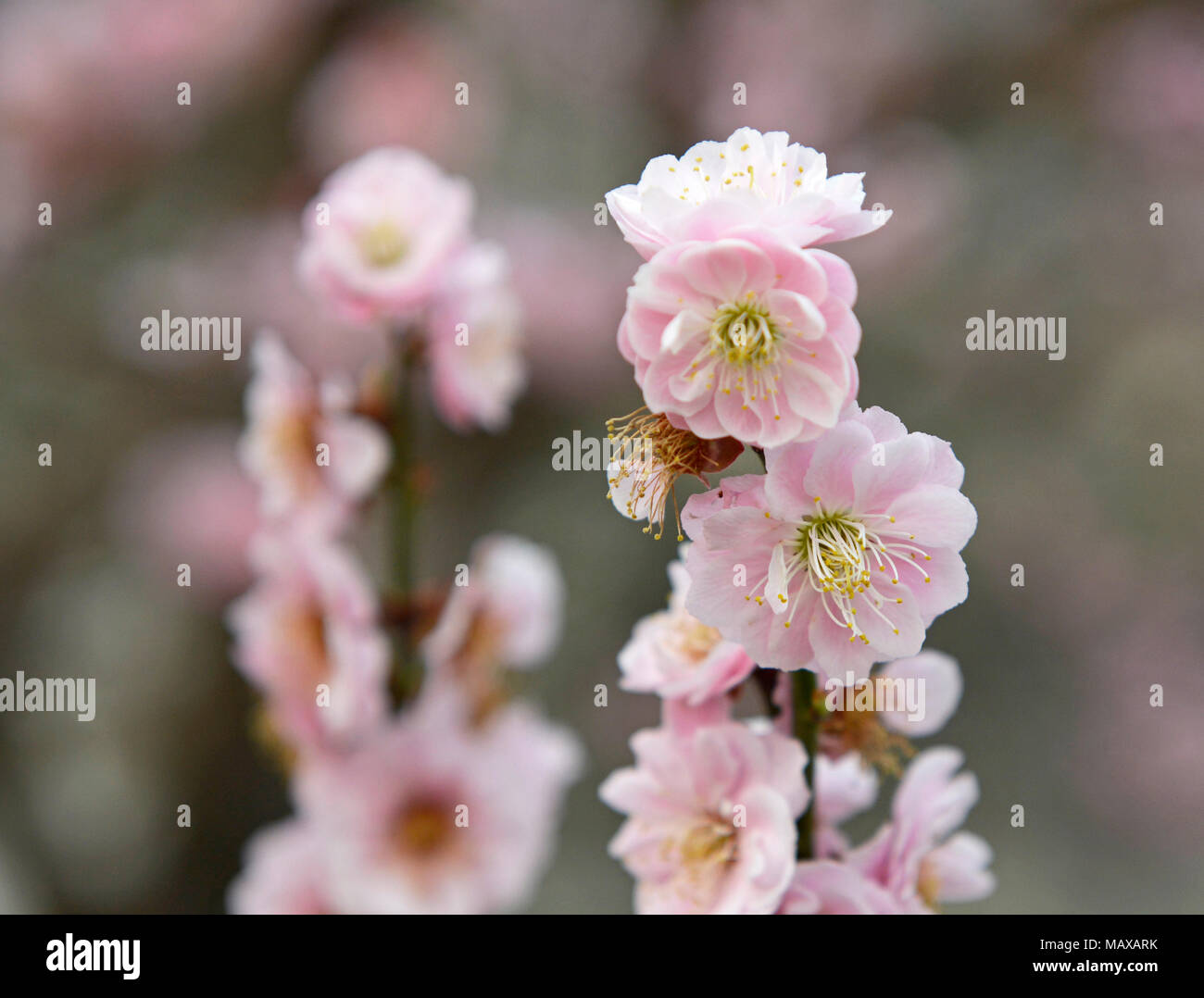 Chinese eastern railway hi-res stock photography and images - Alamy
