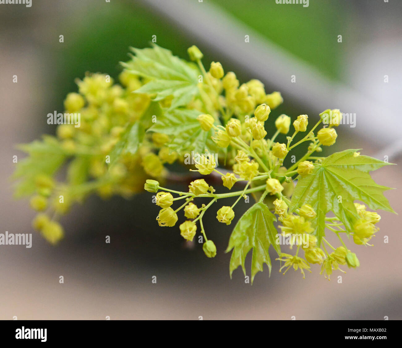 New flowers and leaves emerge on the branches of a small shrub in early ...
