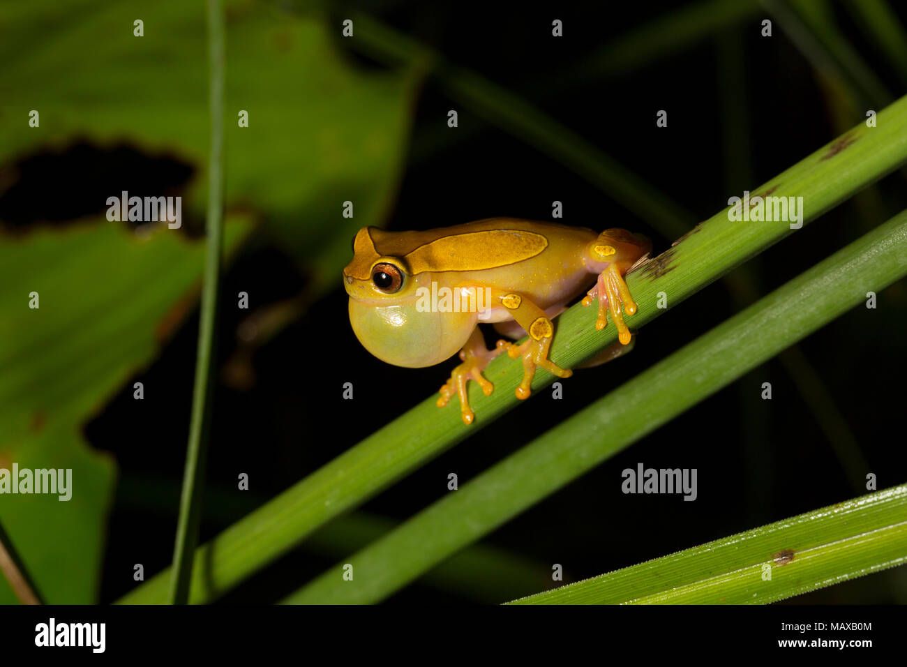 A clown tree frog, Dendropsophus leucophyllatus, inflating its vocal ...