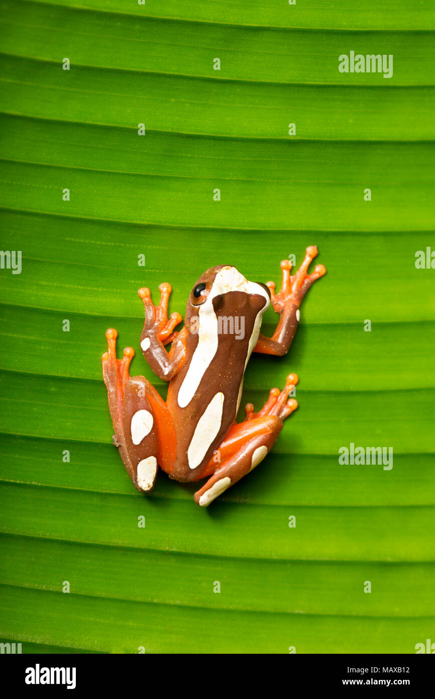 Clown tree frog on a palm leaf hi-res stock photography and images - Alamy
