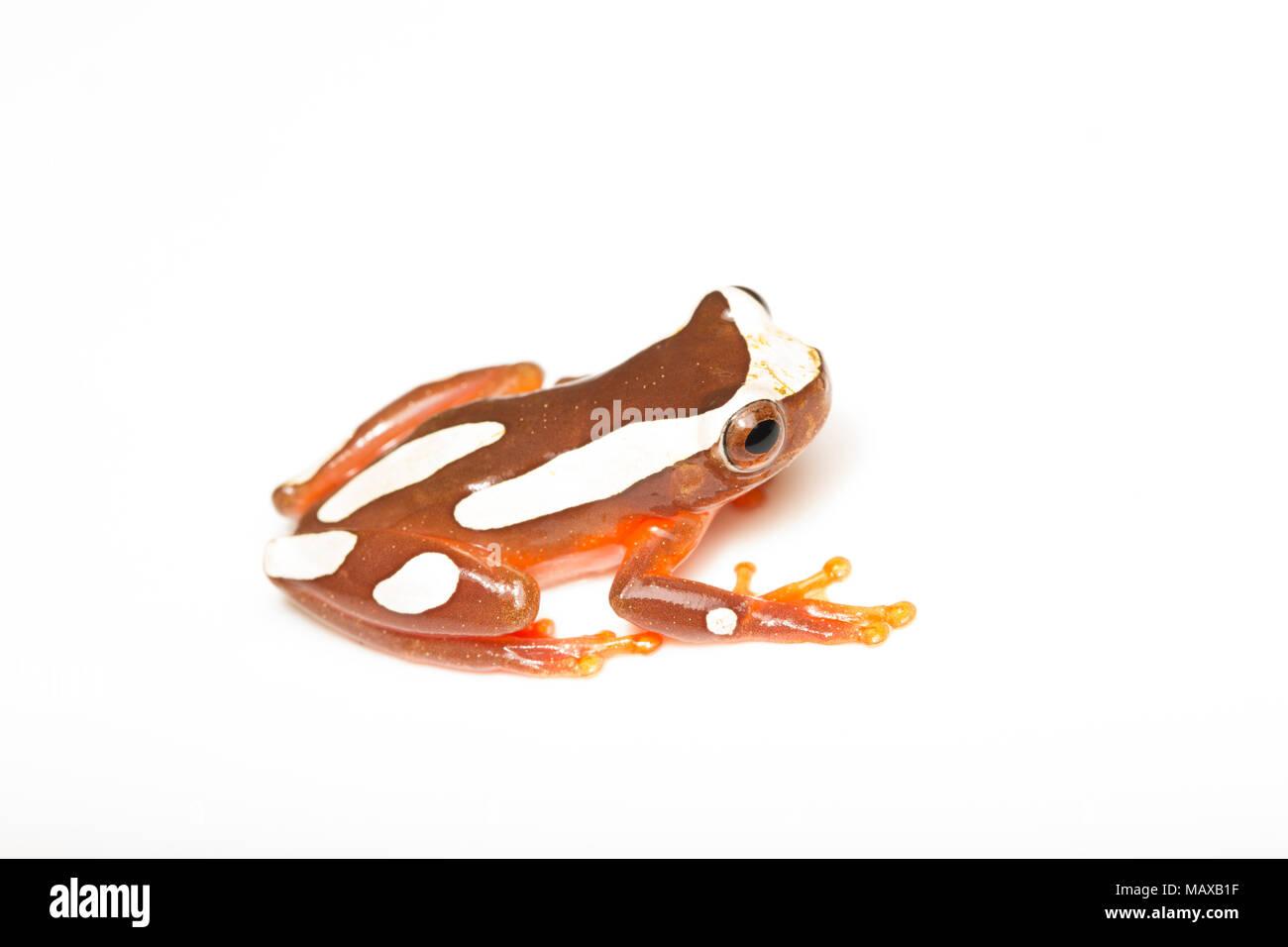 A clown tree frog, Dendropsophus leucophyllatus, on a white background ...