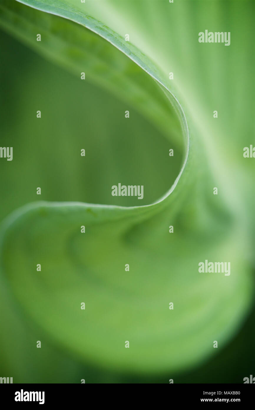 Macro Photograph of Hosta Leaves in the summer Stock Photo - Alamy