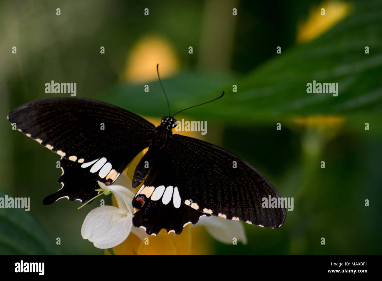 Common Mormon Butterfly Stock Photo - Alamy