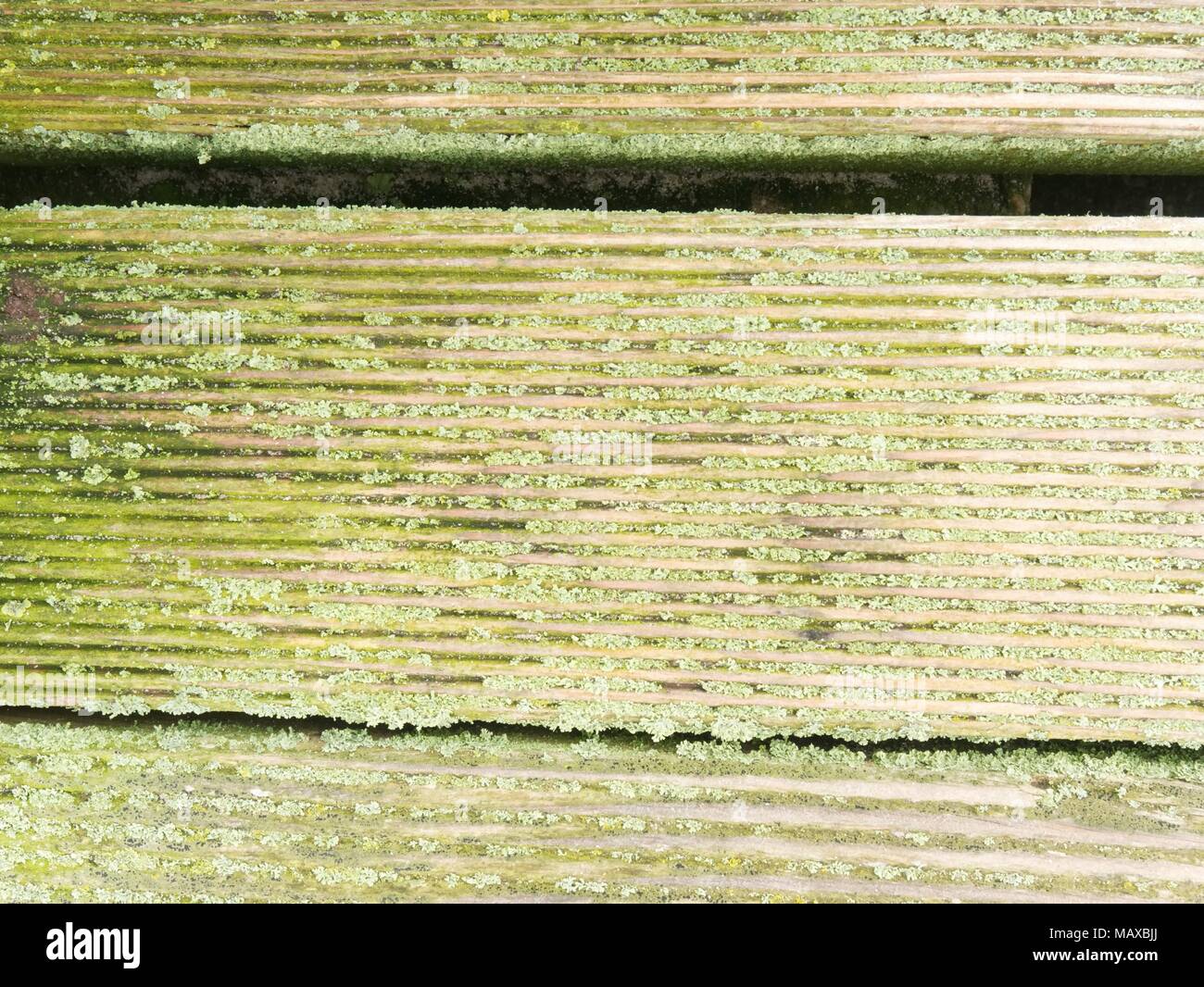 Natural barn wood floor with green moss or lichen cover. Hard wood ...