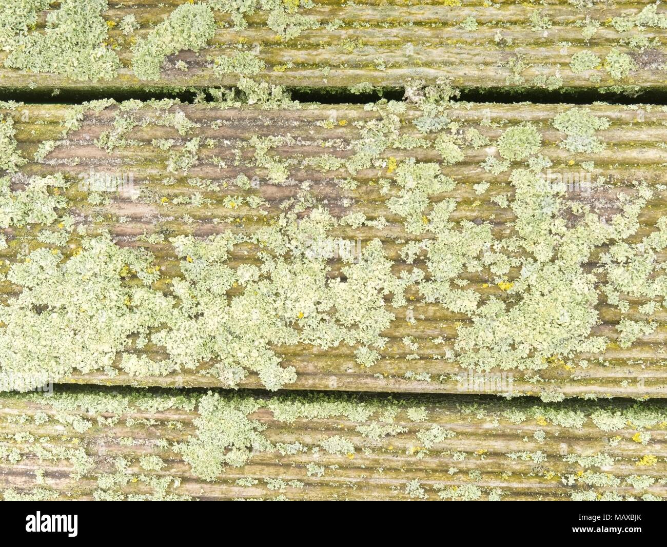 The sill wet hard wood board with weathering resists surface. Wooden ...